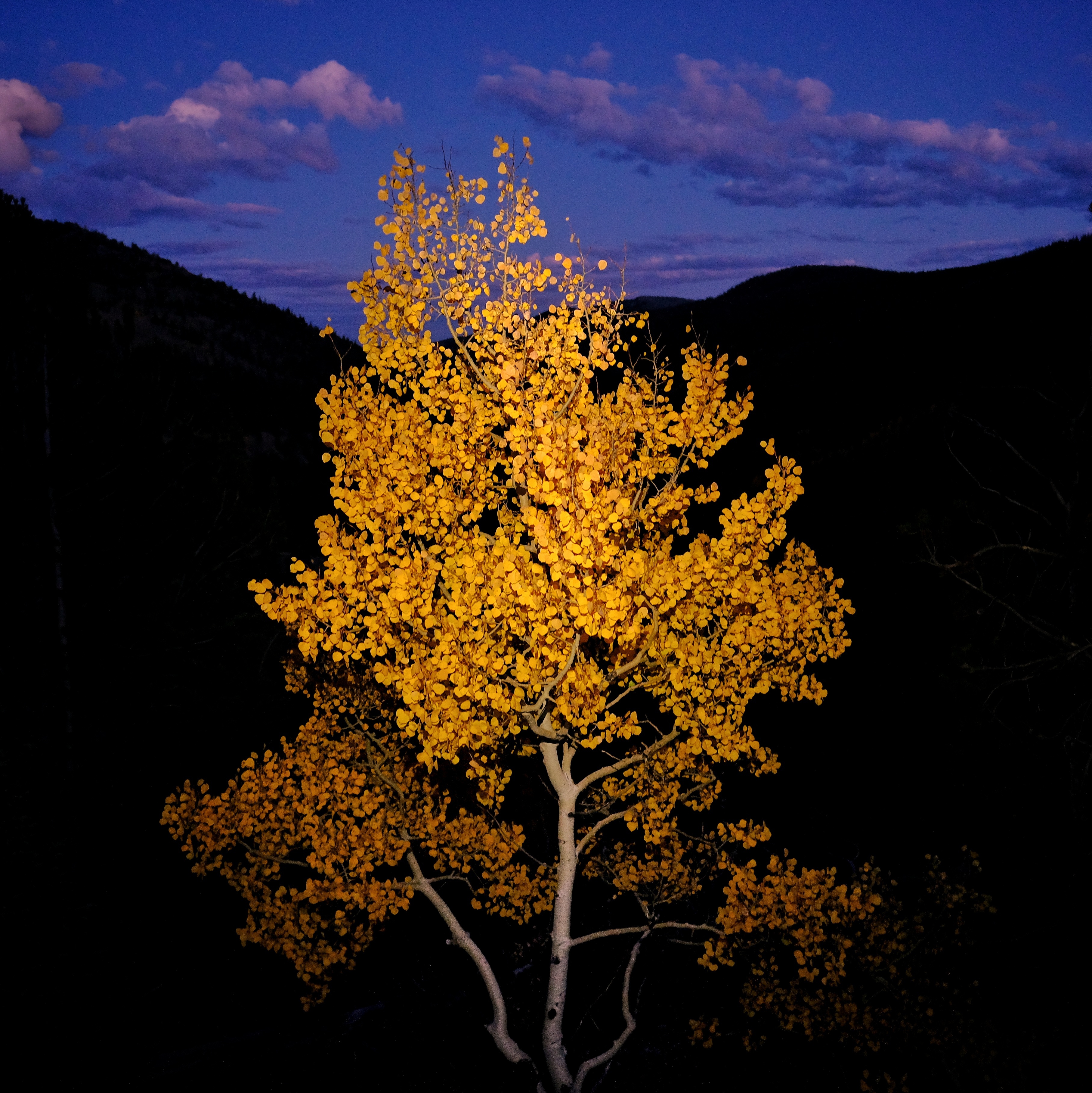 ProView - Petzl REACTIK + 300 Lumens Headlamp - The Link - Gear Reviews