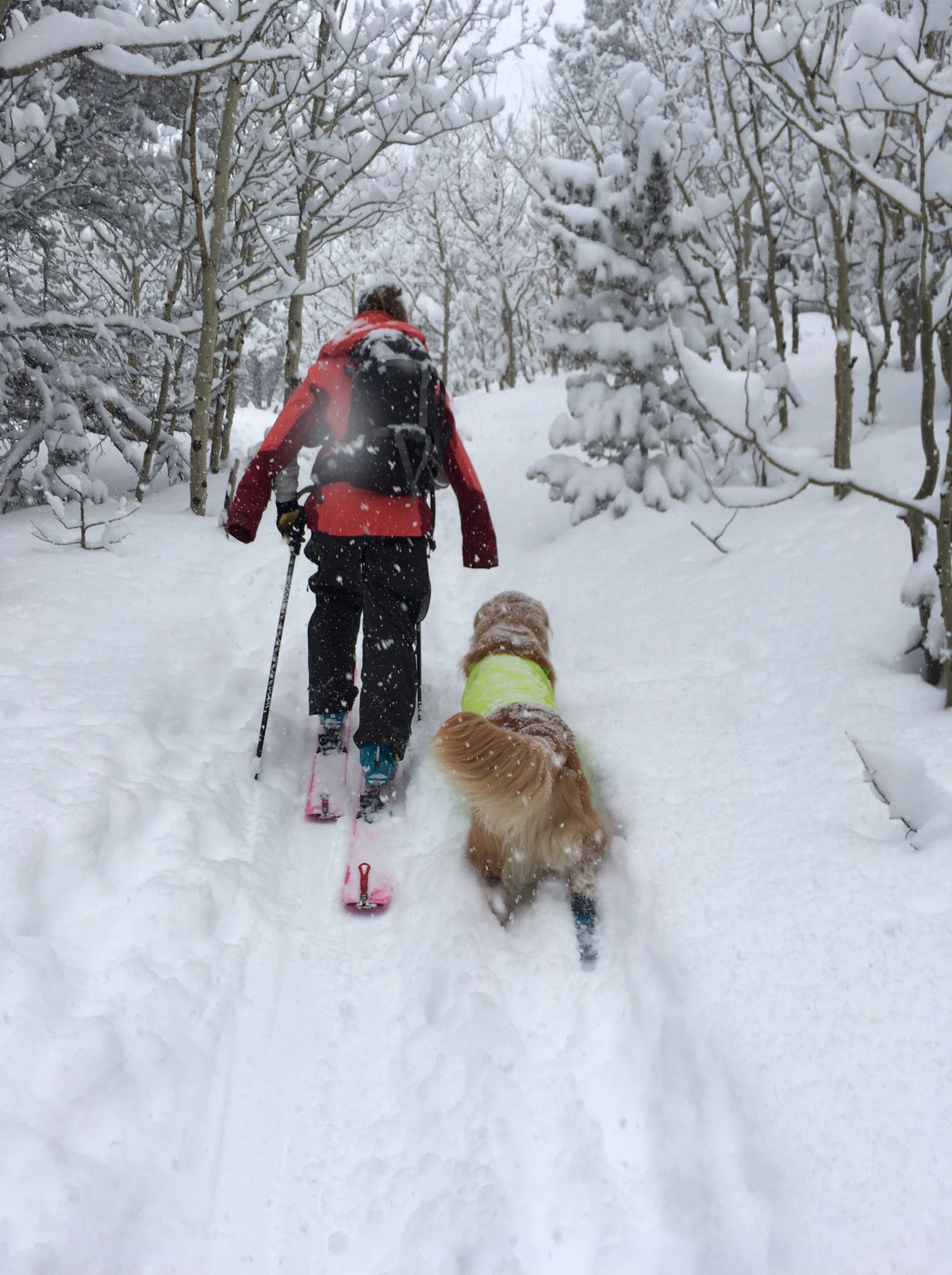 Want to Start Skiing In The Backcountry? Do This First. - The Link - Gear Reviews