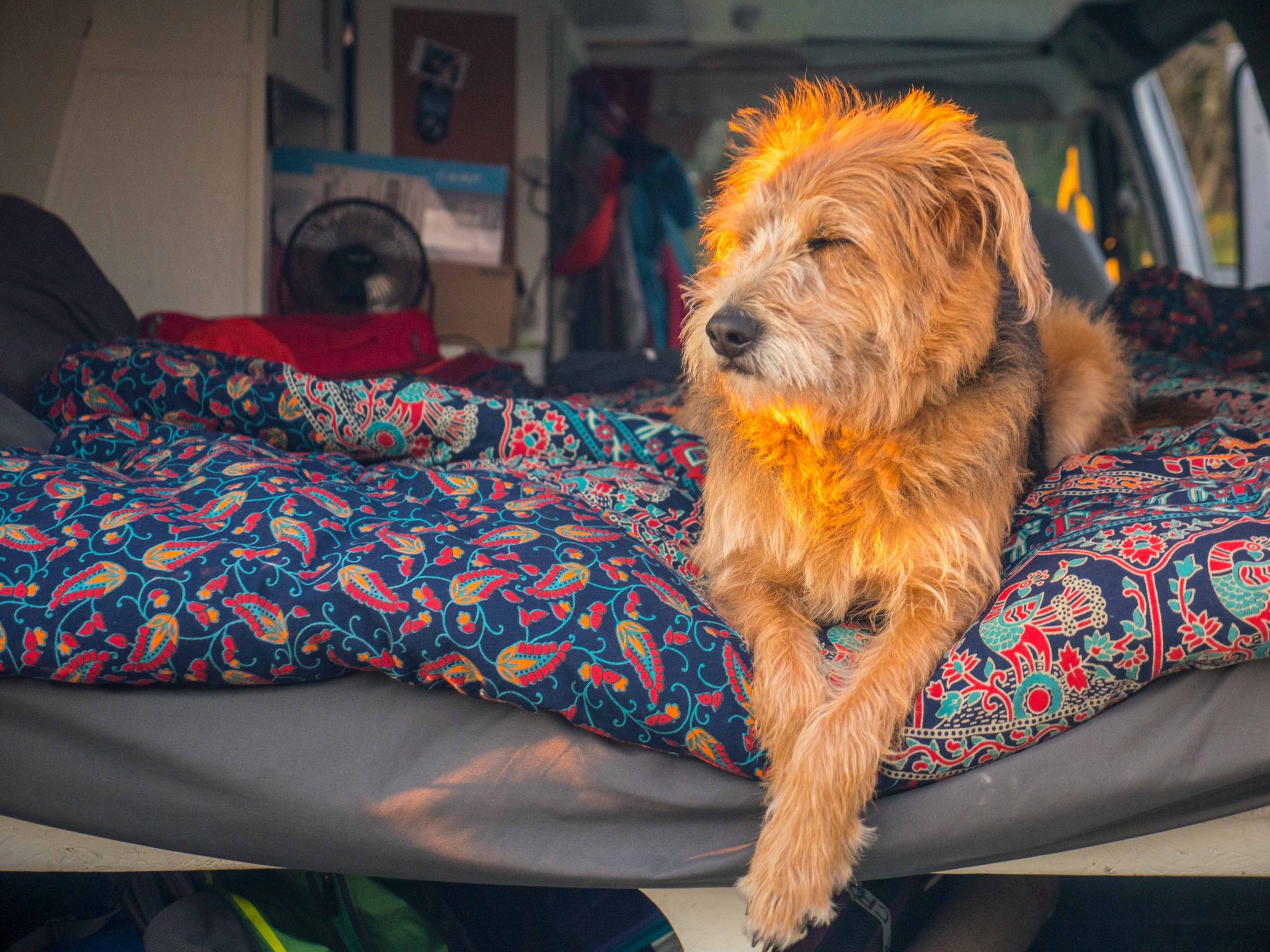 An Ode to the Adventure Dog - The Link - Gear Reviews