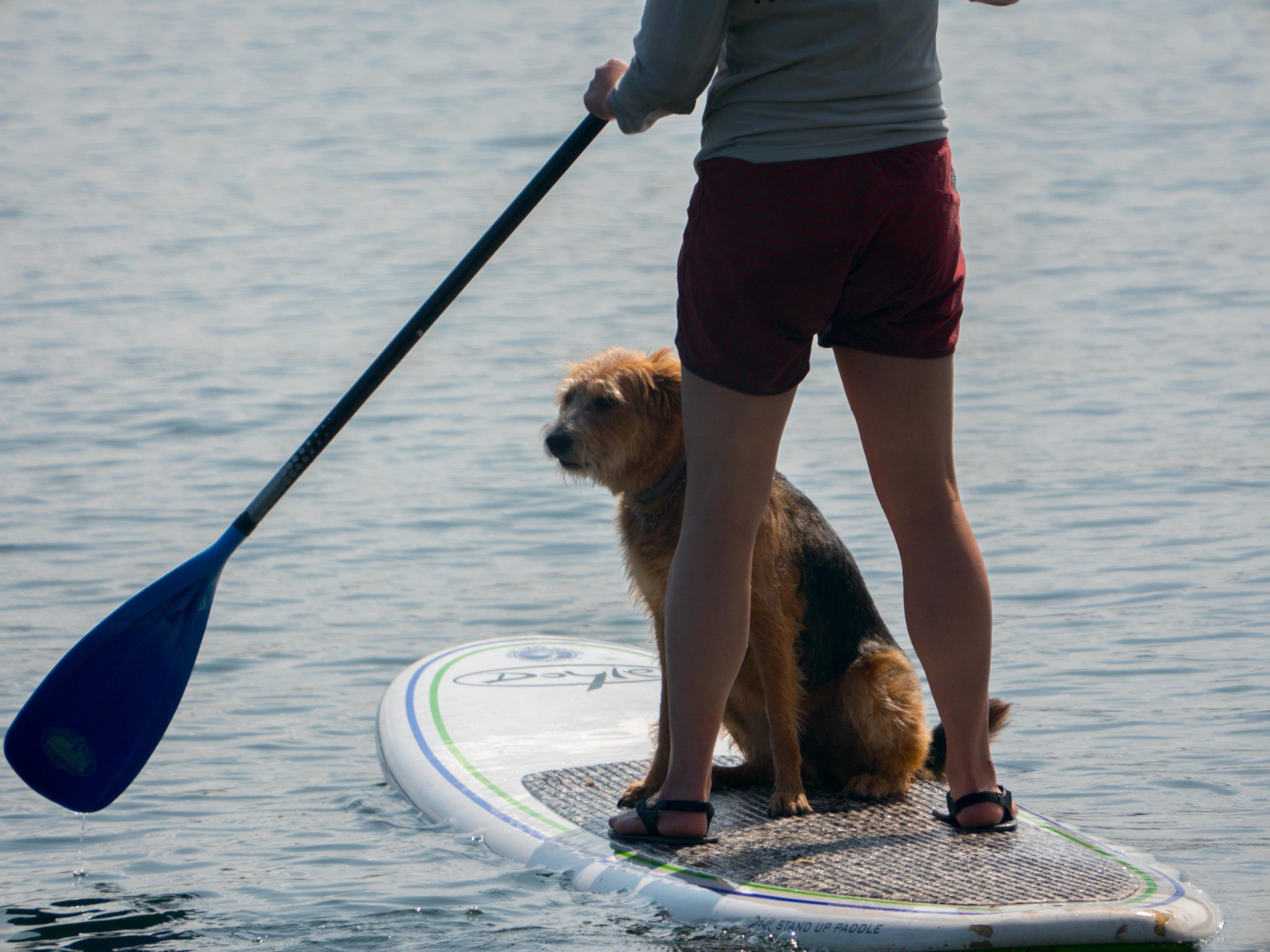 An Ode to the Adventure Dog - The Link - Gear Reviews