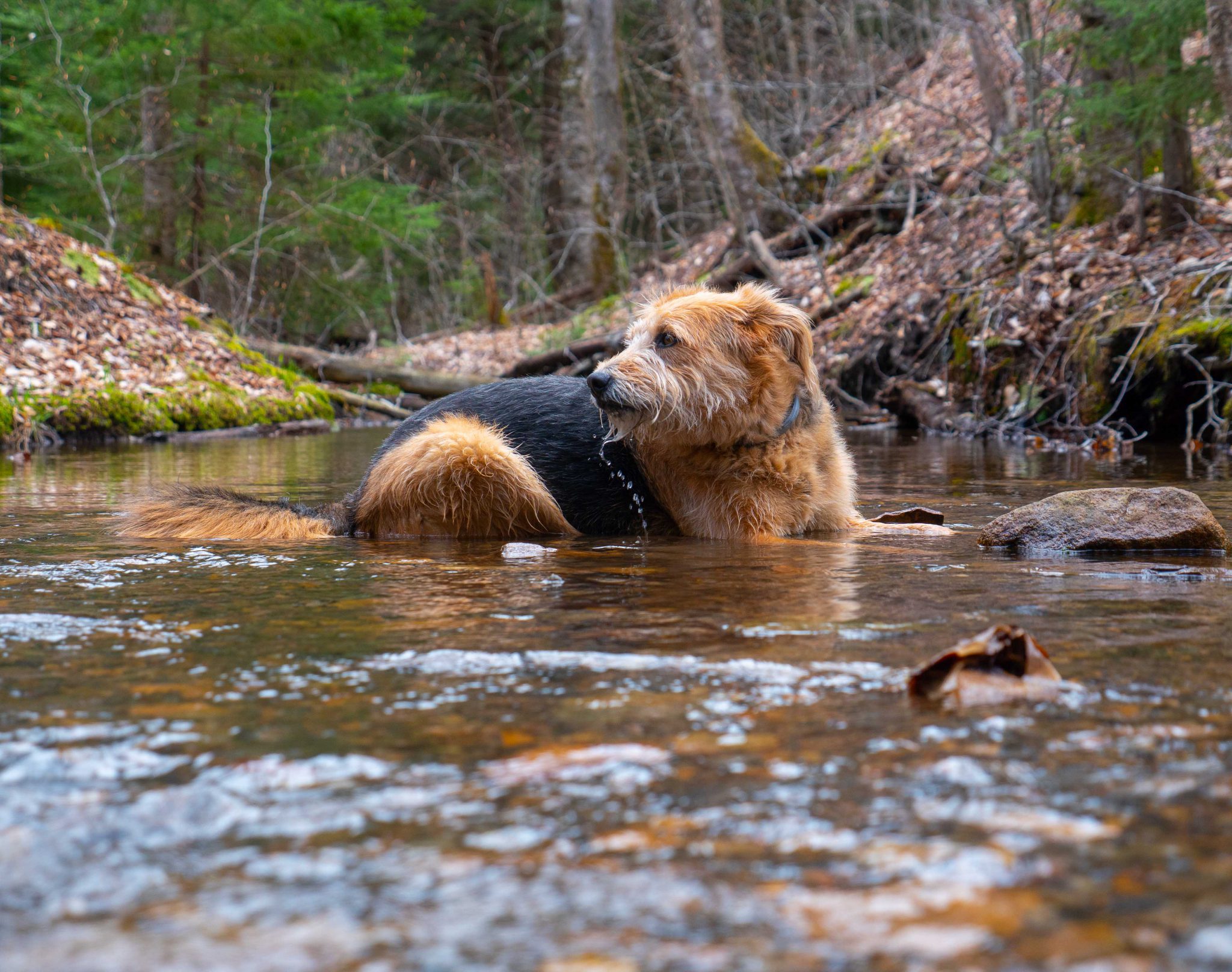 An Ode to the Adventure Dog - The Link - Gear Reviews