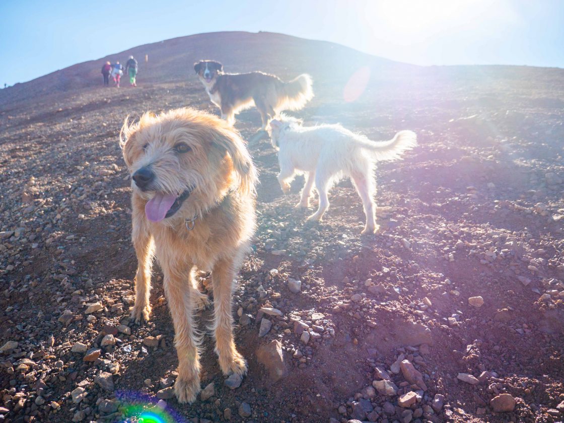 An Ode to the Adventure Dog - The Link - Gear Reviews