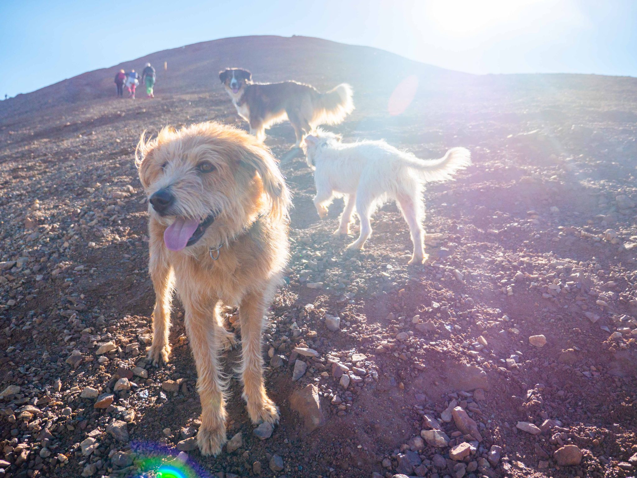 An Ode to the Adventure Dog - The Link - Gear Reviews