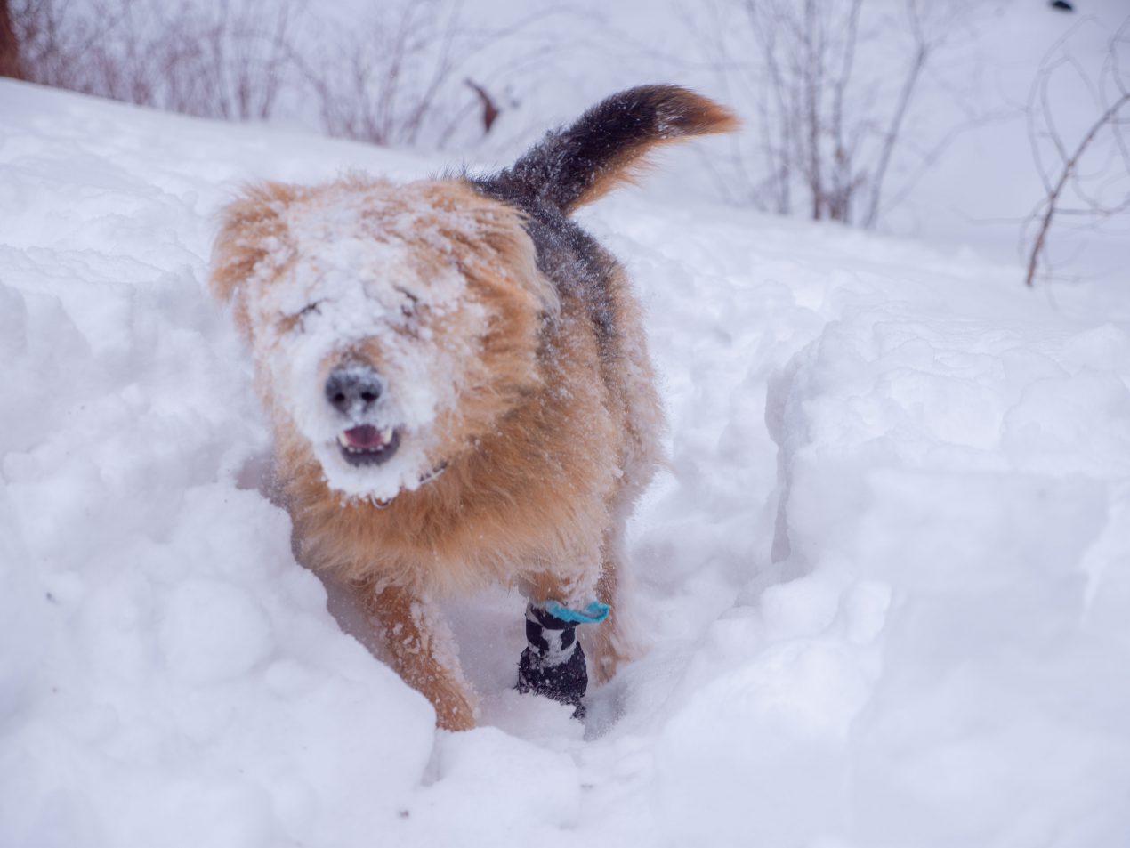 An Ode to the Adventure Dog - The Link - Gear Reviews