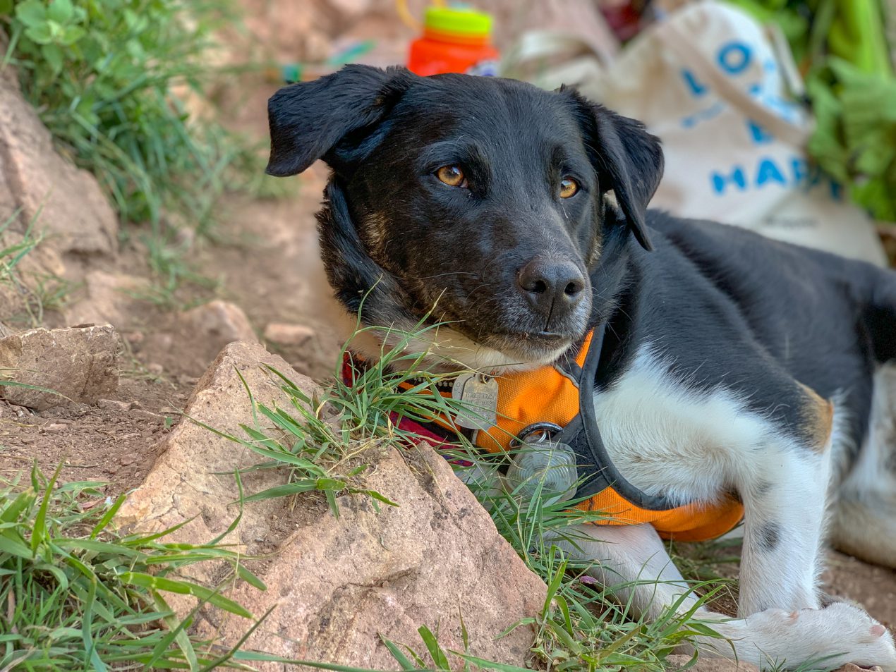 An Ode to the Adventure Dog - The Link - Gear Reviews