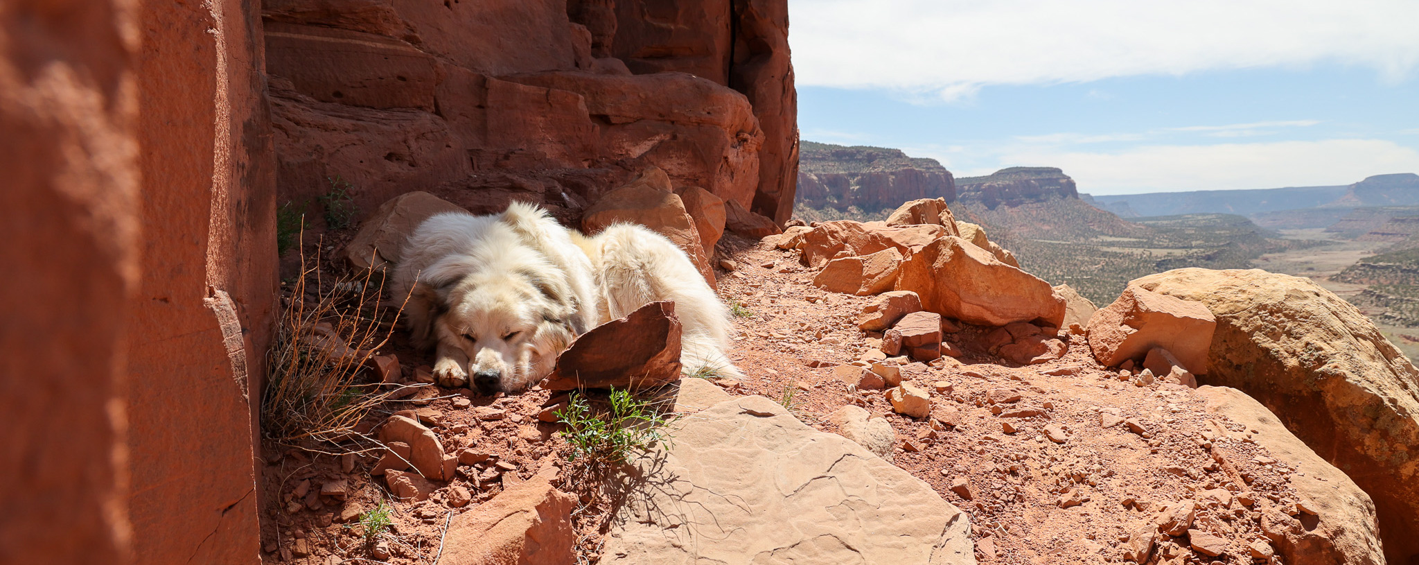 Crag Dogs: What To Do With Your Dog When Climbing at a National Park ...