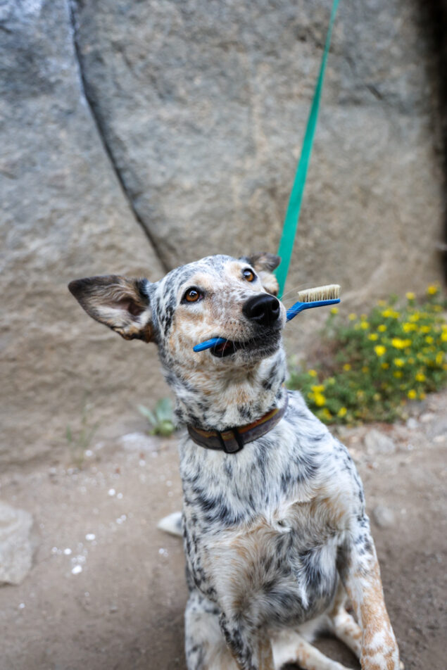 Crag Dogs: What To Do With Your Dog When Climbing at a National Park ...
