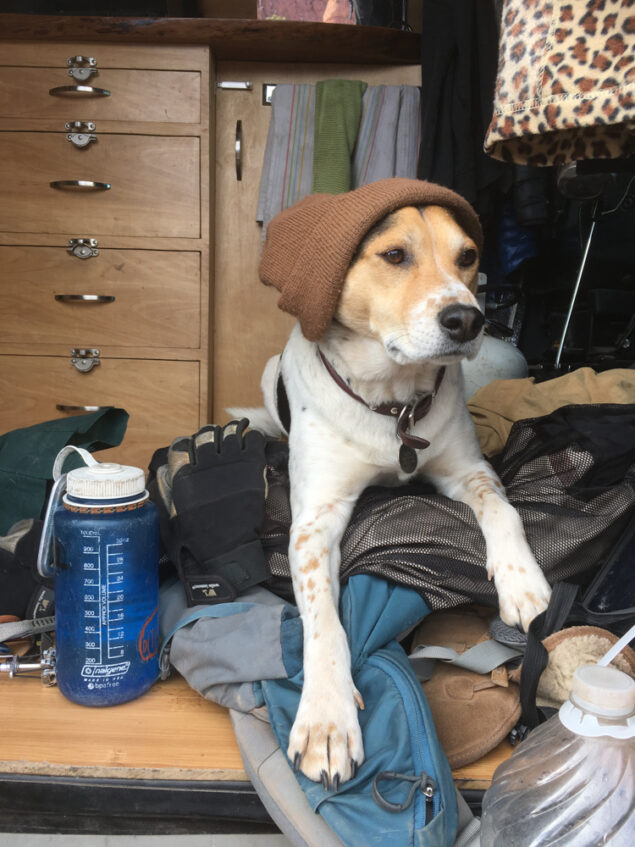 Crag Dogs: What To Do With Your Dog When Climbing at a National Park ...
