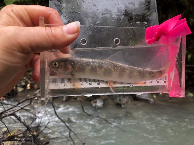 Sustaining the Future of Fish - The Link - Gear Reviews