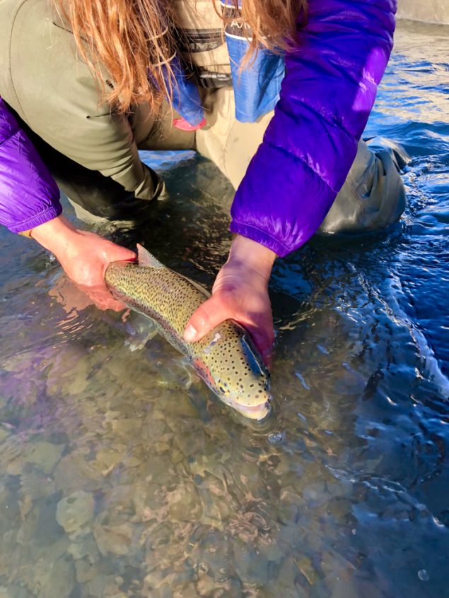Sustaining the Future of Fish - The Link - Gear Reviews