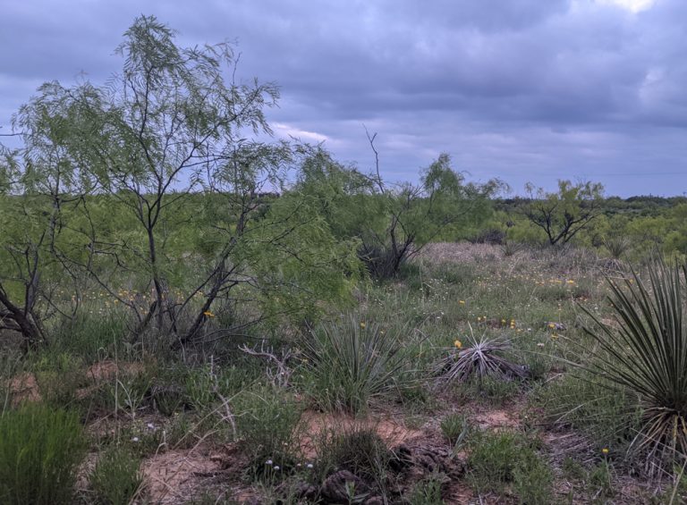 Turkey Hunting 101: Navigating the Spring Turkey Season - The Link ...